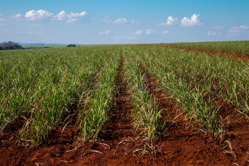 Sugar cane plantation stock image. Image of nature, land - 92303191