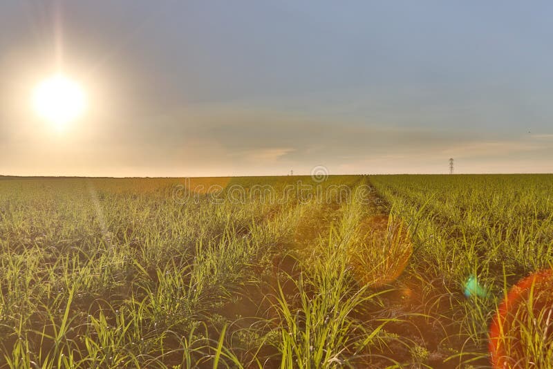 Sugar cane plantation stock photo. Image of sugarcane - 94279642