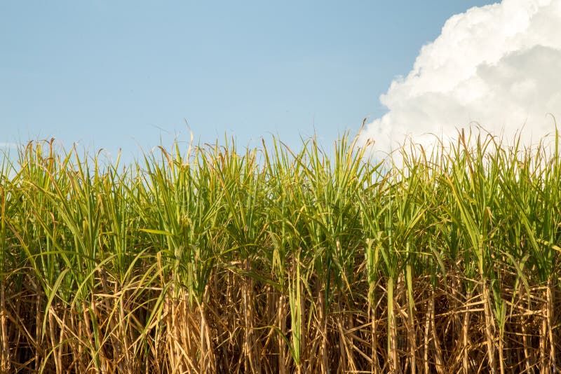 Sugar Cane Plantation Field Stock Photo - Image of crop, industry ...