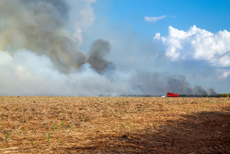 368 Sugar Cane Field Fire Stock Photos - Free & Royalty-Free Stock ...