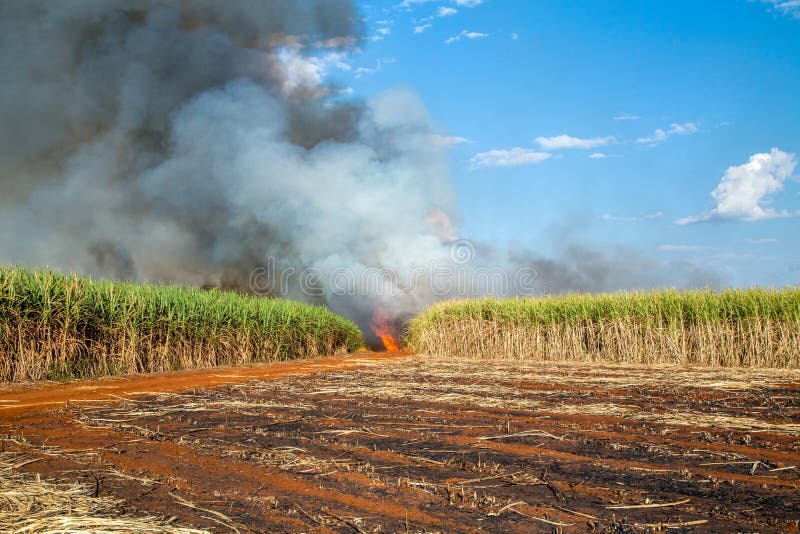 368 Sugar Cane Field Fire Stock Photos - Free & Royalty-Free Stock ...