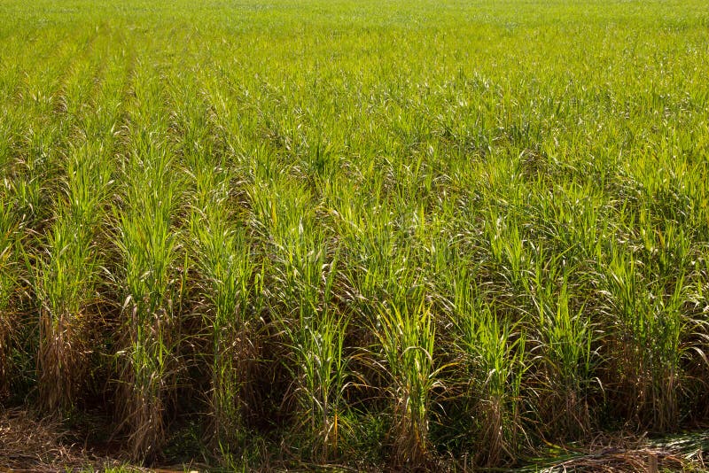 Sugar Cane Plantation stock image. Image of cane, leaf - 70758683
