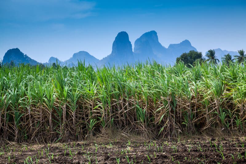 Sugar cane plantation . stock photo. Image of farming - 121413526