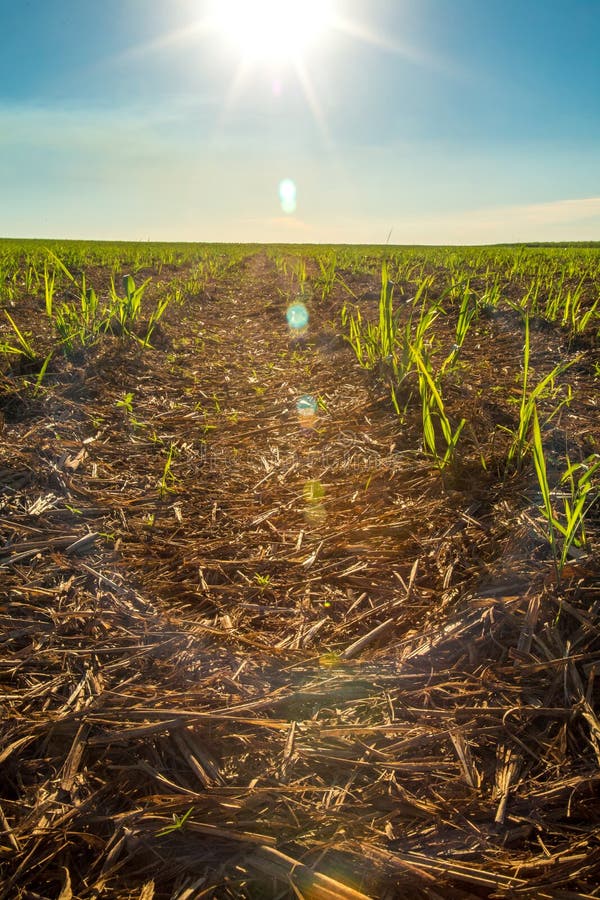 Sugar Cane Plantation Plant Stock Image - Image of farming, cane: 95687327