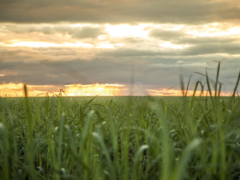 Sugar Cane Plantation Sunset View Stock Image - Image of farming, green ...