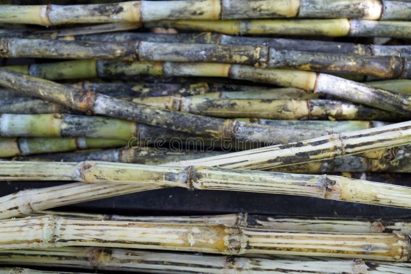 Sugar cane press on cuba stock image. Image of agriculture - 249317969