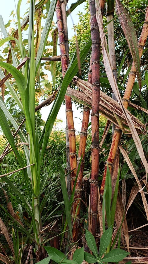Sugar Cane Ready for Harvest Stock Photo - Image of sugarcane, harvest ...