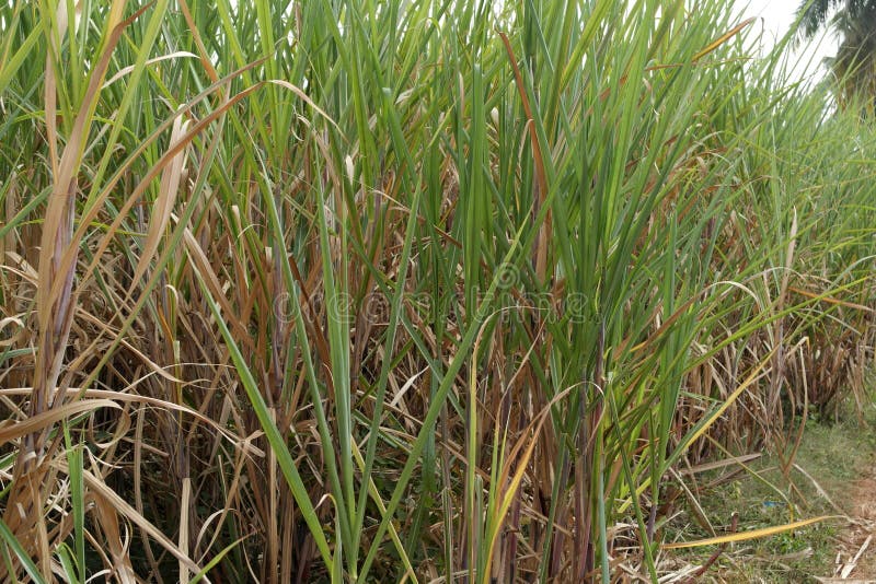 Plantation of a sugar cane stock photo. Image of plot - 110594440