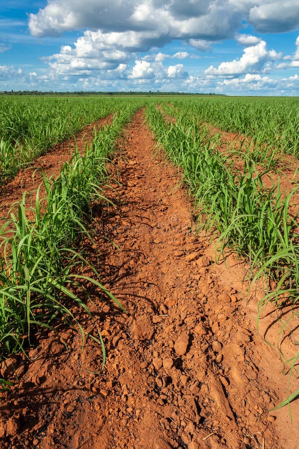 Sugar Cane Seedlings Planted in a Field Stock Photo - Image of land ...