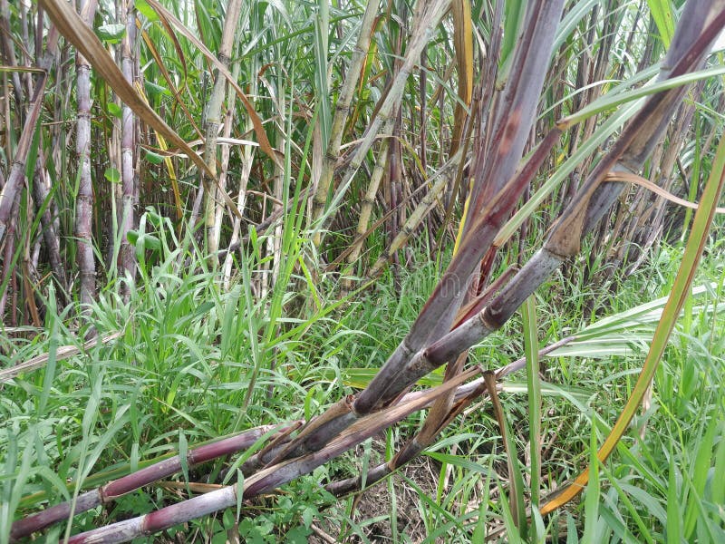 Characteristics of Sugar Cane Plants Stock Photo - Image of segments ...
