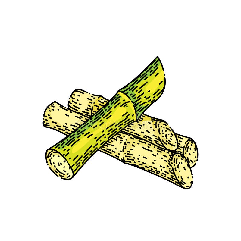 Sugar Cane Sketch Hand Drawn Vector Stock Illustration - Illustration ... Sugar Cane Sketch Hand Drawn Vector Stock Illustration - Illustration ...