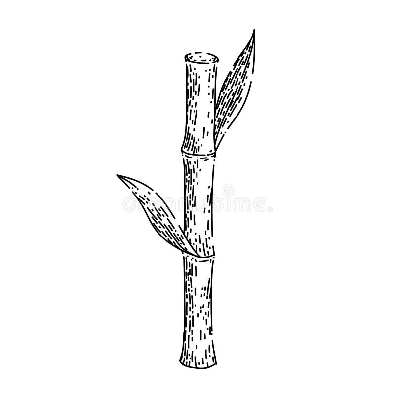 Sugar Cane Sketch Hand Drawn Vector Stock Illustration - Illustration ... Sugar Cane Sketch Hand Drawn Vector Stock Illustration - Illustration ...