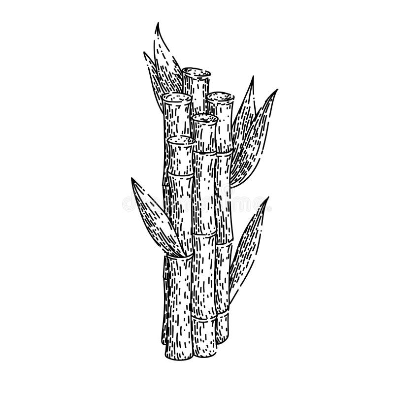 Sugar Cane Sketch Hand Drawn Vector Stock Illustration - Illustration ... Sugar Cane Sketch Hand Drawn Vector Stock Illustration - Illustration ...
