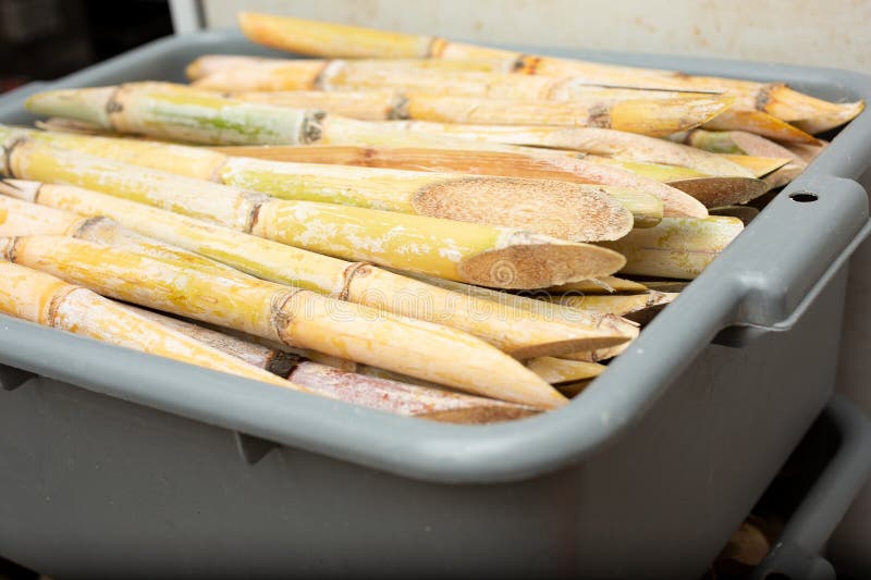 Sugar Cane Stalks in Container Stock Photo - Image of grown, grocery ...