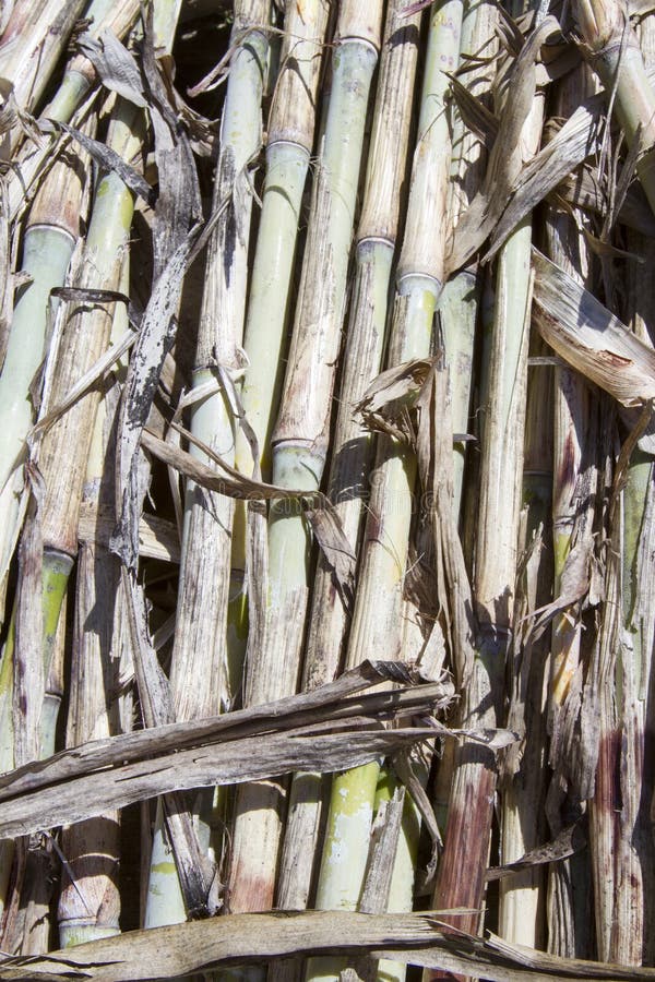 Sugar cane stalks stock image. Image of close, green - 81350967