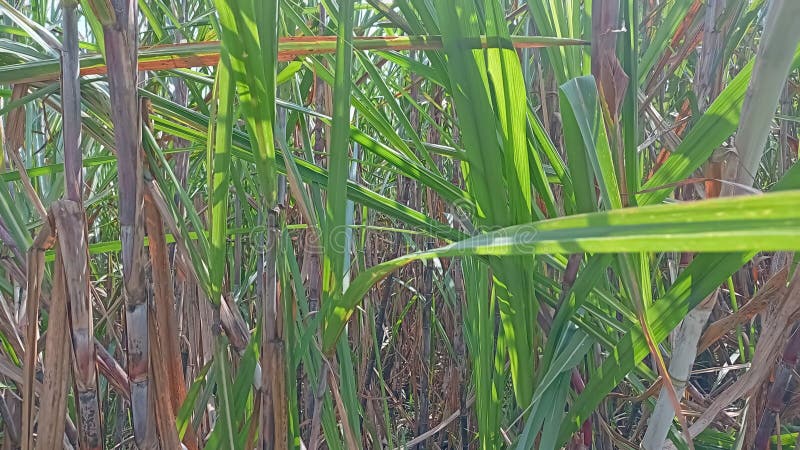 Sugar Cane Stalks that are Made into Sugar Stock Photo - Image of ...