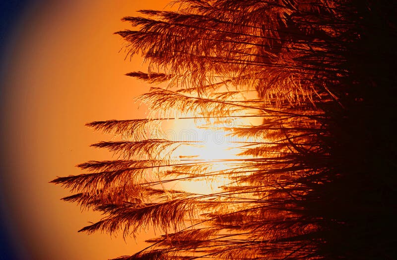 Sugar cane burning stock photo. Image of orange, sugar - 26028336