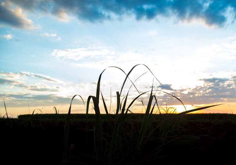 Sugar Cane Sunset Plantation Beautiful Stock Photo - Image of growing ...