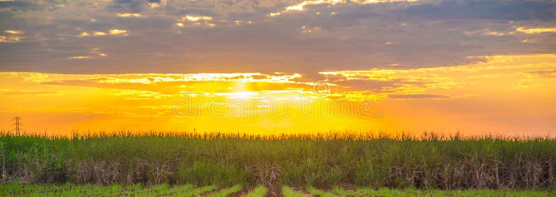 Sugar Cane Sunset Plantation Beautiful Stock Photo - Image of forest ...