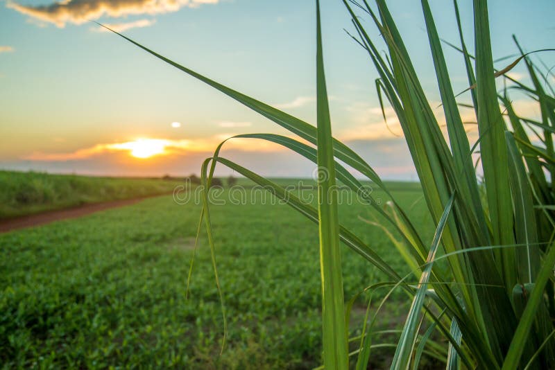 Sugar cane sunset stock image. Image of fuel, culture - 95756335