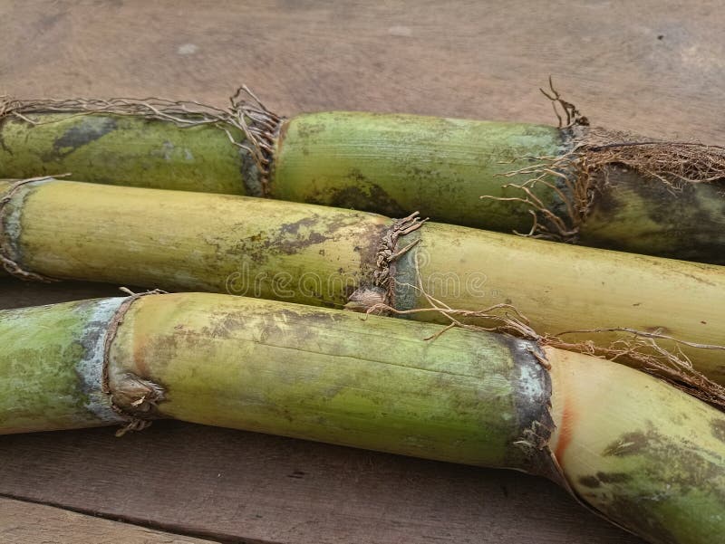 Sugar Cane Tree Trunk on the Table with the Latin Name Saccharum Stock ...