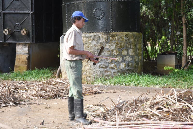 Sugar cane worker editorial stock photo. Image of worker - 66150923