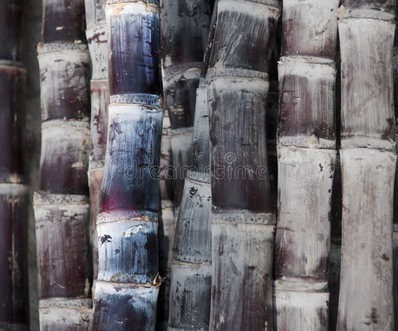 Sugar canes stock photo. Image of texture, tropical, grass - 18893638
