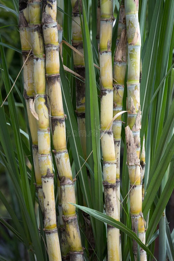 Sugar canes in the garden. stock image. Image of cane - 115712325