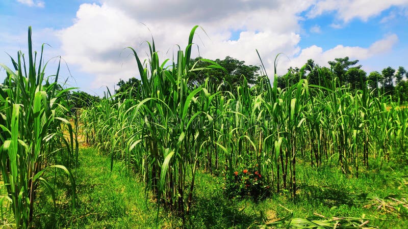 Sugar Crops Cultivation on Field Stock Photo - Image of sugar ...