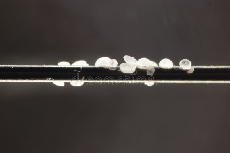 Sugar Crystals As Candy on a Neadle Stock Photo - Image of sprinkle ...