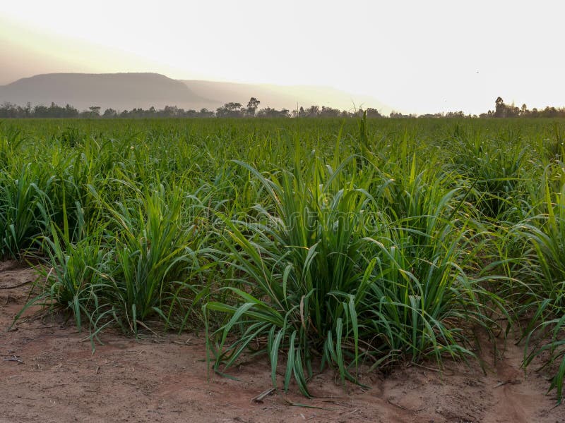 Sugar Farm Field on Sunset Time Stock Photo - Image of alcohol, green ...