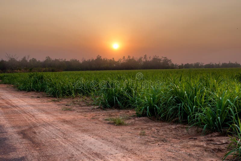 Sugar Farm Field on Sunset Time Stock Photo - Image of cellulose ...