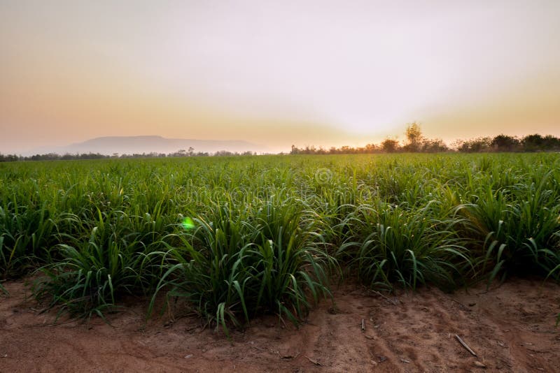 Sugar Farm Field on Sunset Time Stock Image - Image of harvesting, fuel ...
