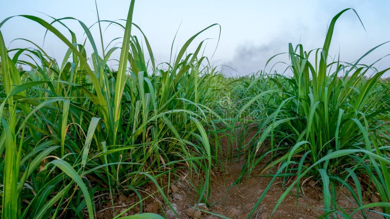 Sugar Farm Field on Sunset Time Stock Photo - Image of cane, country ...