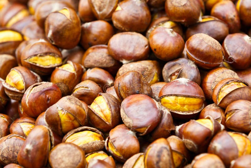 Chinesische Kastanie stockfoto. Bild von kastanie, chinesische - 37009634