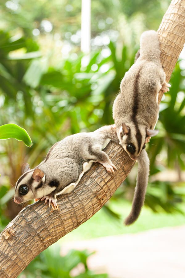 Sugar Glider, Perched on a Tree. Stock Photo - Image of glider, view ...