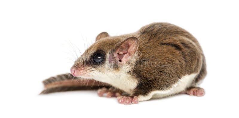 Sugar Glider - Acrobates Pygmaeus Stock Photo - Image of wood, mammal ...