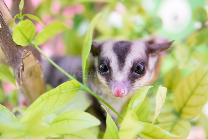 Sugar Glider Climb on the Tree Stock Image - Image of glider, young ...