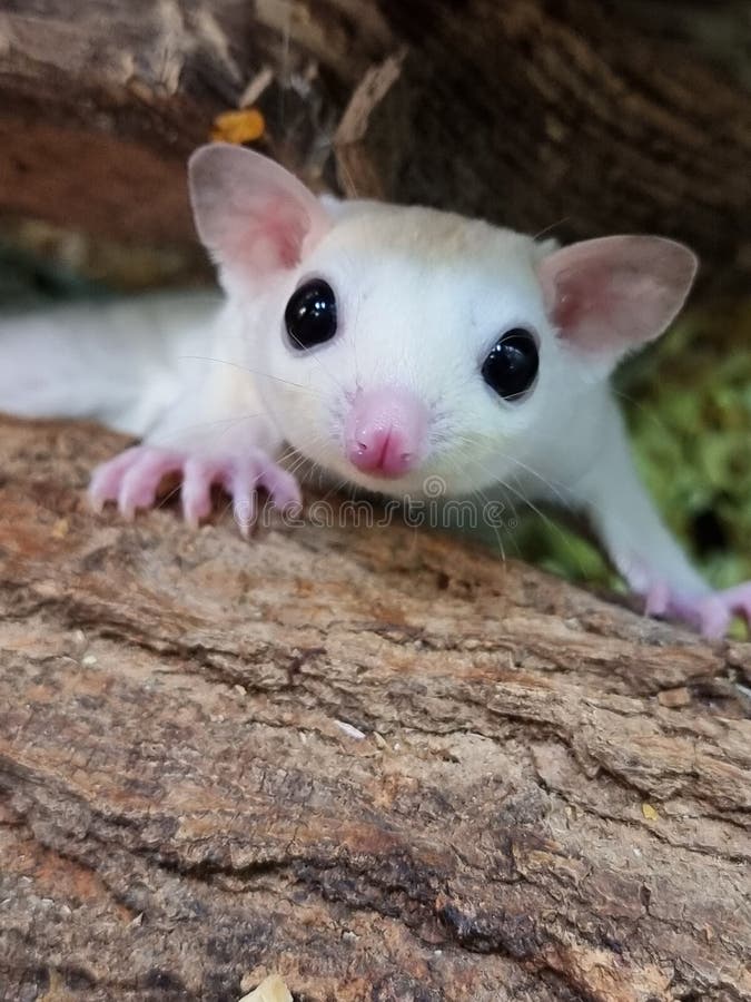 Sugar Glider Climb on the Tree Stock Image - Image of squirrel, green ...