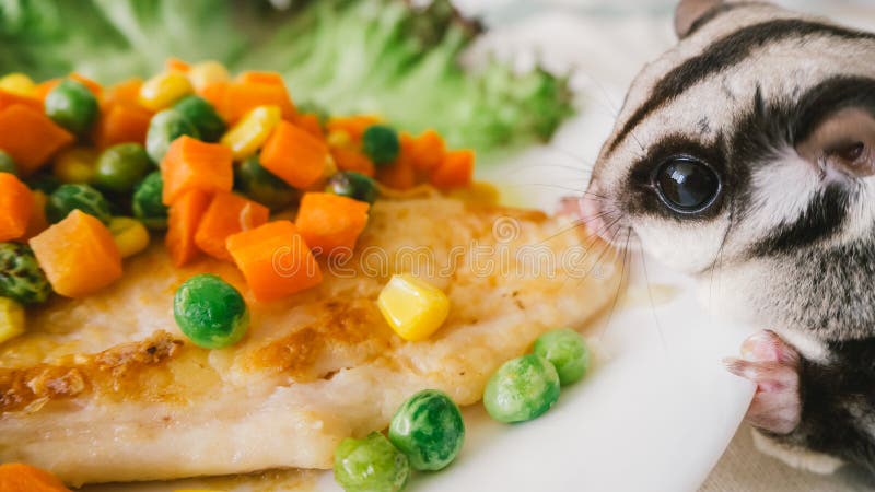 Sugar Glider Eats Fish Steak. Stock Photo - Image of carrot, fresh ...