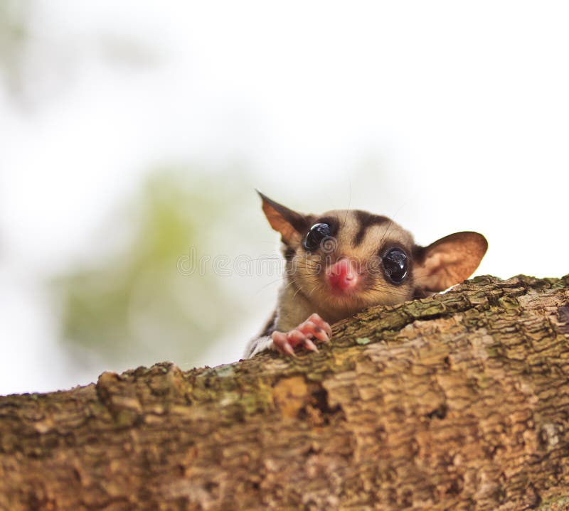 Sugar glider stock image. Image of nature, breviceps - 34732579