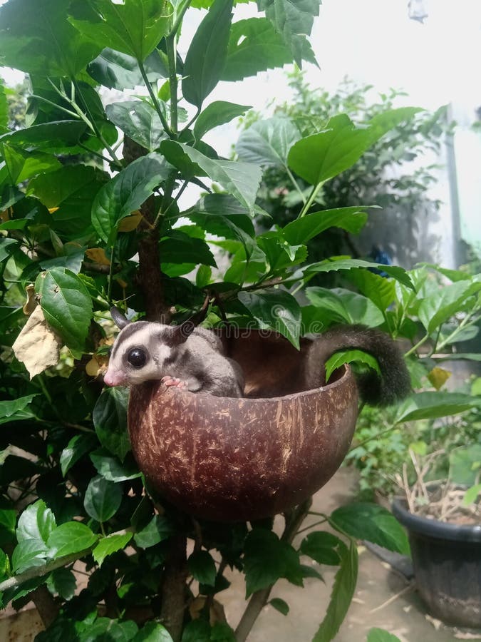 Sugar Glider Grey Pets Animal Stock Photo - Image of flower, jungle ...