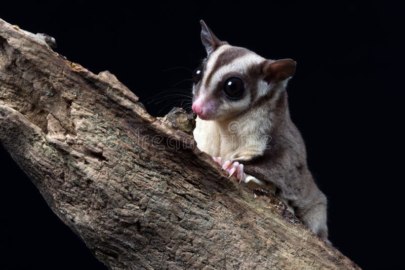 Sugar Glider (Petaurus Breviceps) Imagen de archivo - Imagen de salto ...