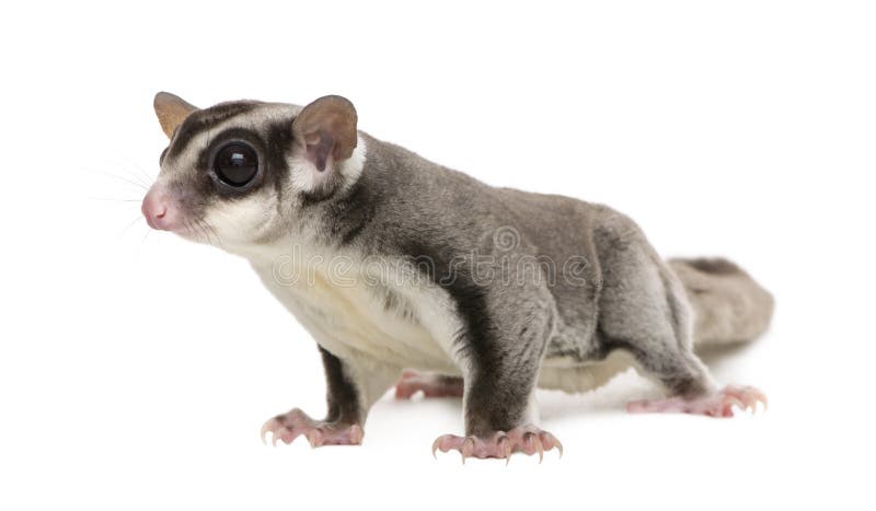 Sugar Glider - Petaurus Breviceps (3 Years Old) Stock Image - Image of ...