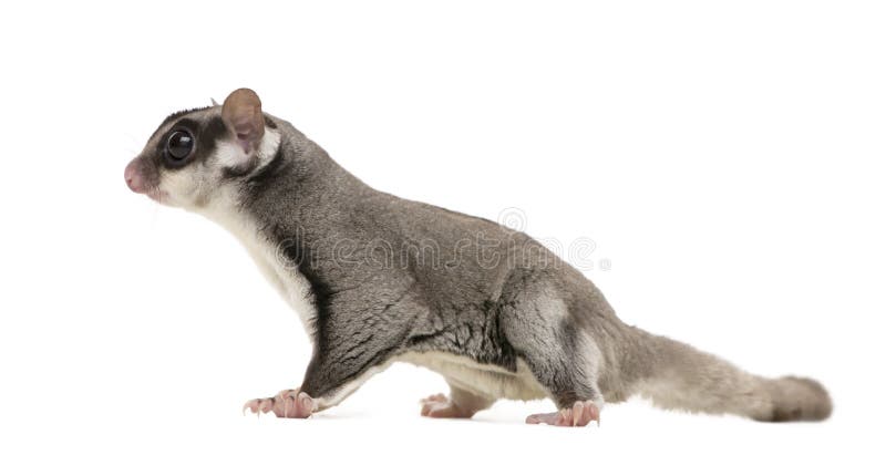 1+ Petaurus Free Stock Photos - StockFreeImages