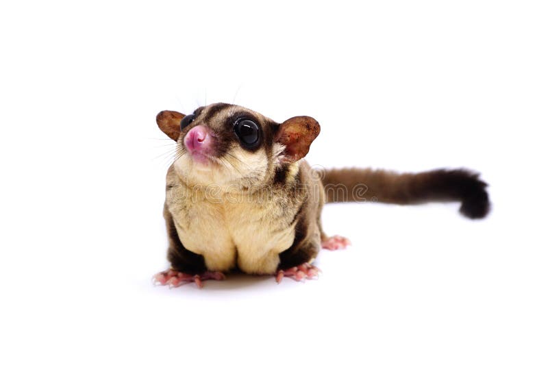 Sugar Glider, Petaurus Breviceps Stock Photo - Image of nocturne ...