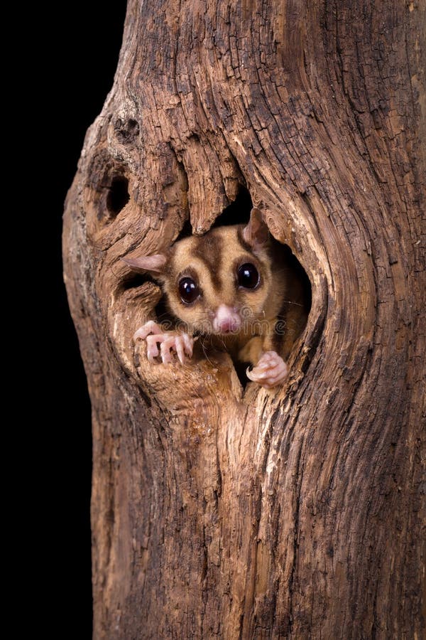 Sugar Glider squirrel stock photo. Image of wild, tree - 124318064