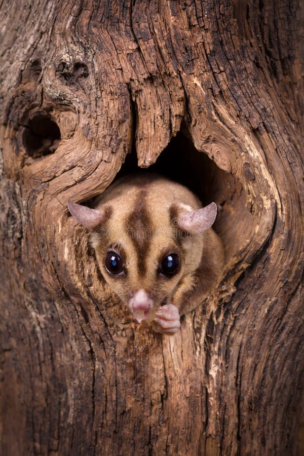 Sugar Glider in tree stock photo. Image of branch, nature - 138012250