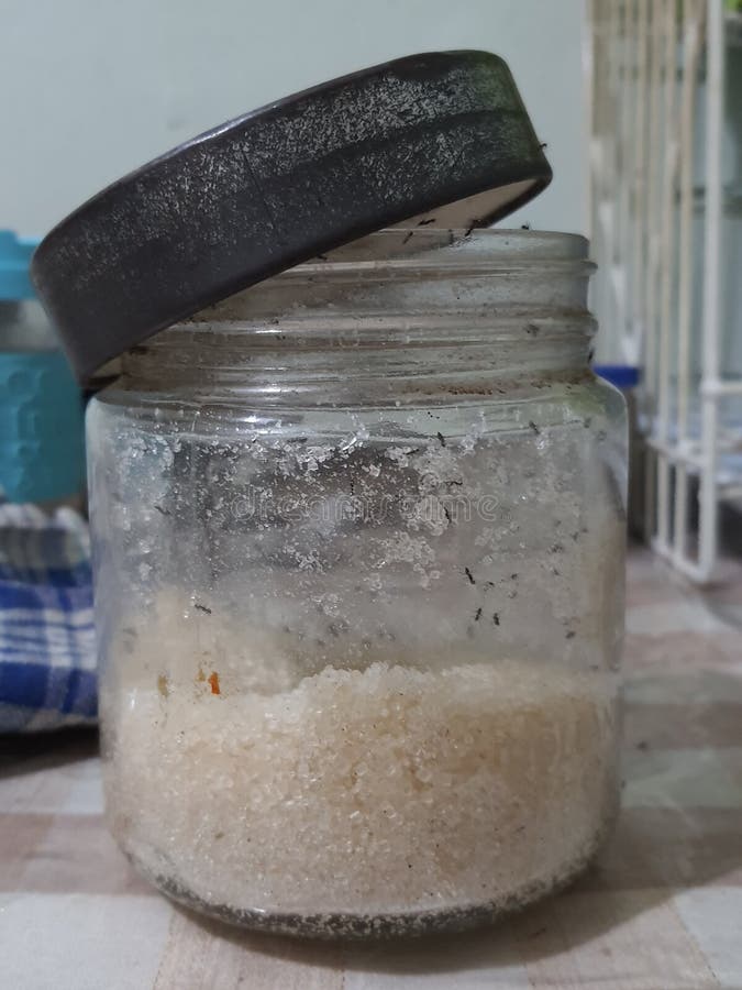 Sugar in a Jar with Lots of Ants Inside Stock Photo - Image of inside ...