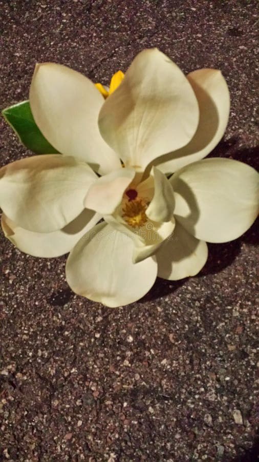 Sugar magnolias stock image. Image of magnolias, sugar - 117986017